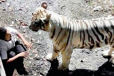 8 Deadly Wild Animal Attacks - Oddee