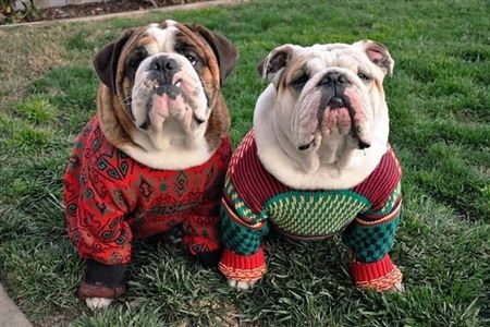 13 Cutest Pets Wearing Sweaters & Onesies - Oddee