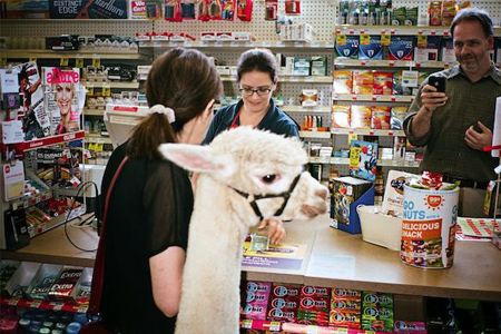 10 Weird Service Animals - Oddee