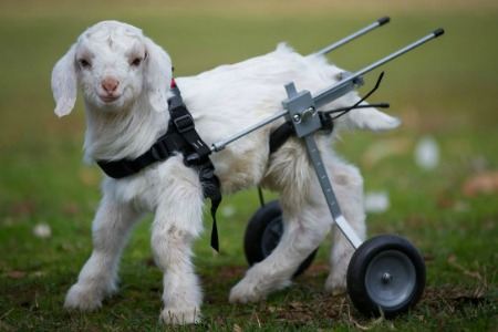 10 Adorable Animals in Wheelchairs - animals, wheelchairs, handicapped ...