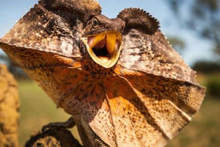 8 Terrifying Animal Encounters in Australia - Oddee